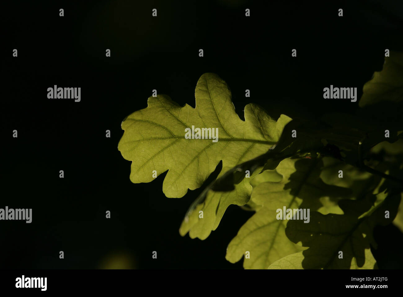 Quercus robur blätter -Fotos und -Bildmaterial in hoher Auflösung – Alamy