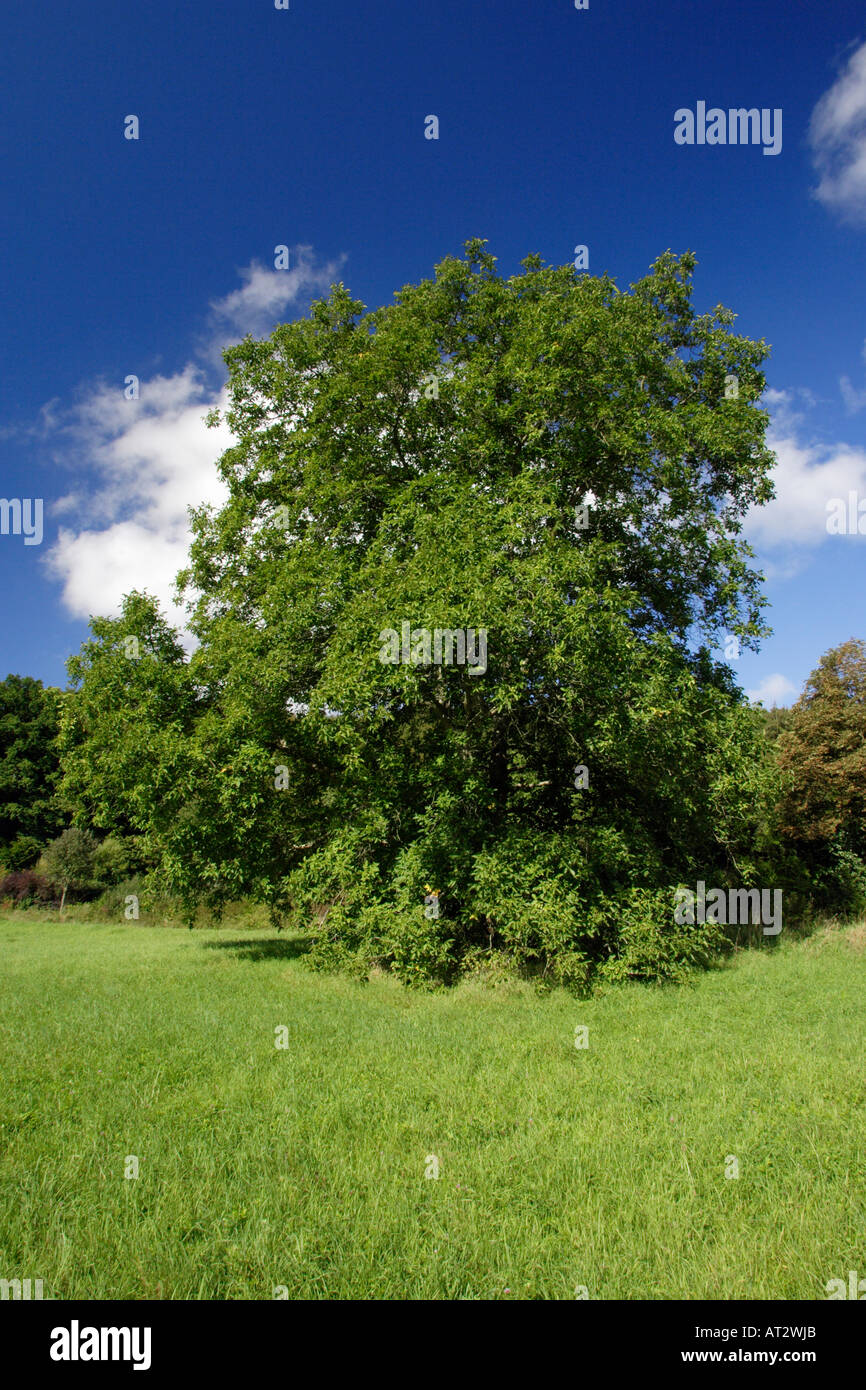 Walnuss Baum Juglans regia Stockfotografie - Alamy