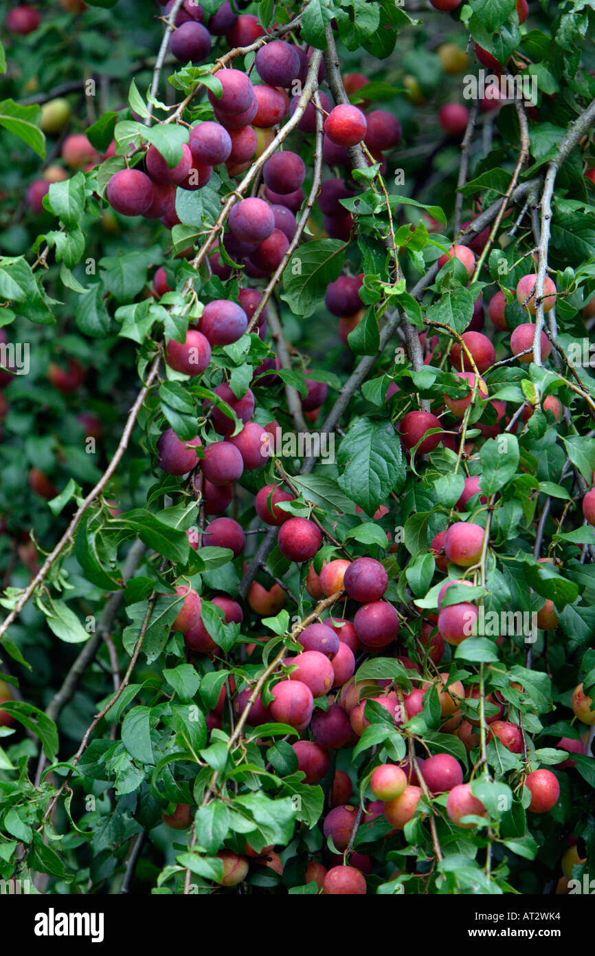 Amerikanische Wildpflaume Stockfotos und -bilder Kaufen - Alamy