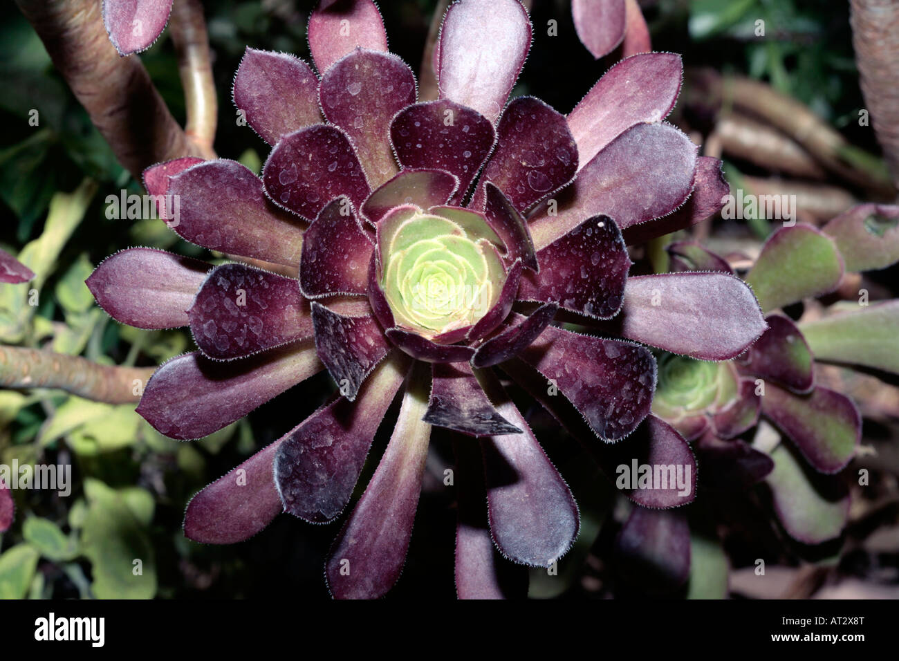 Baum Hauswurz - Aeonium Arboretum 'Zwartkop'-Familie Crassulaceae ...