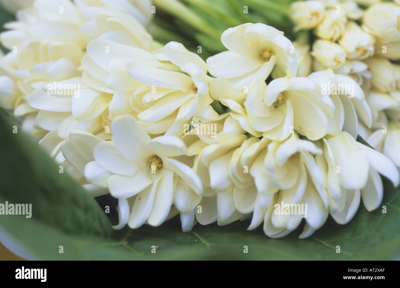 Tiare Flower Stockfotos und -bilder Kaufen - Alamy