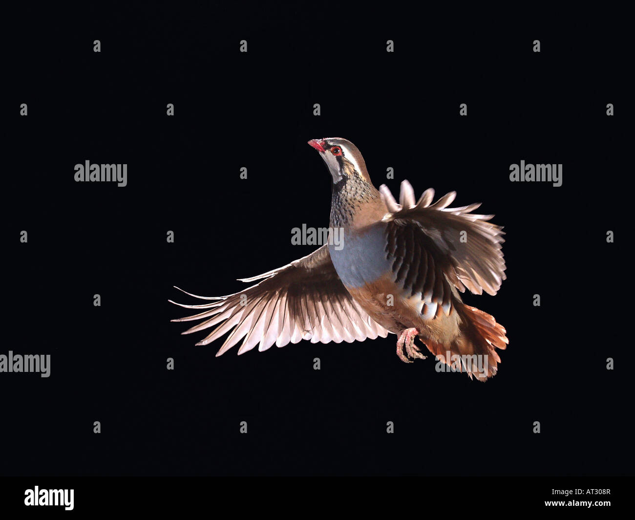 Perdrix rouge it -Fotos und -Bildmaterial in hoher Auflösung – Alamy