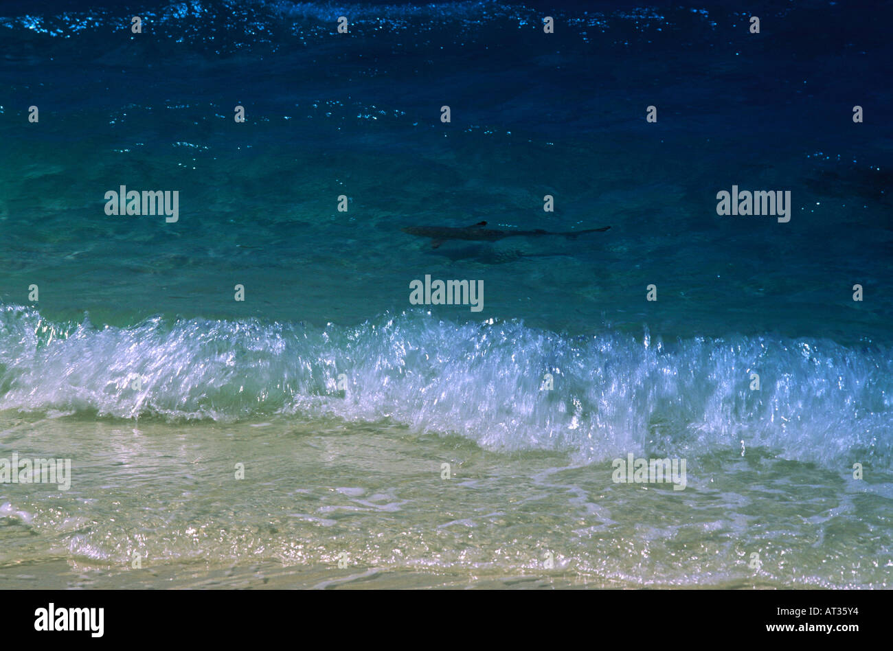 Riffhaie patrouillieren in den Untiefen hinter die brechenden Wellen ...