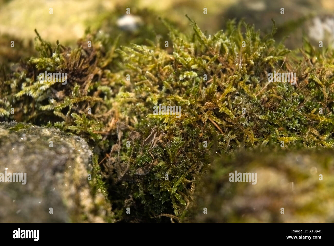 Stephen moos -Fotos und -Bildmaterial in hoher Auflösung – Alamy