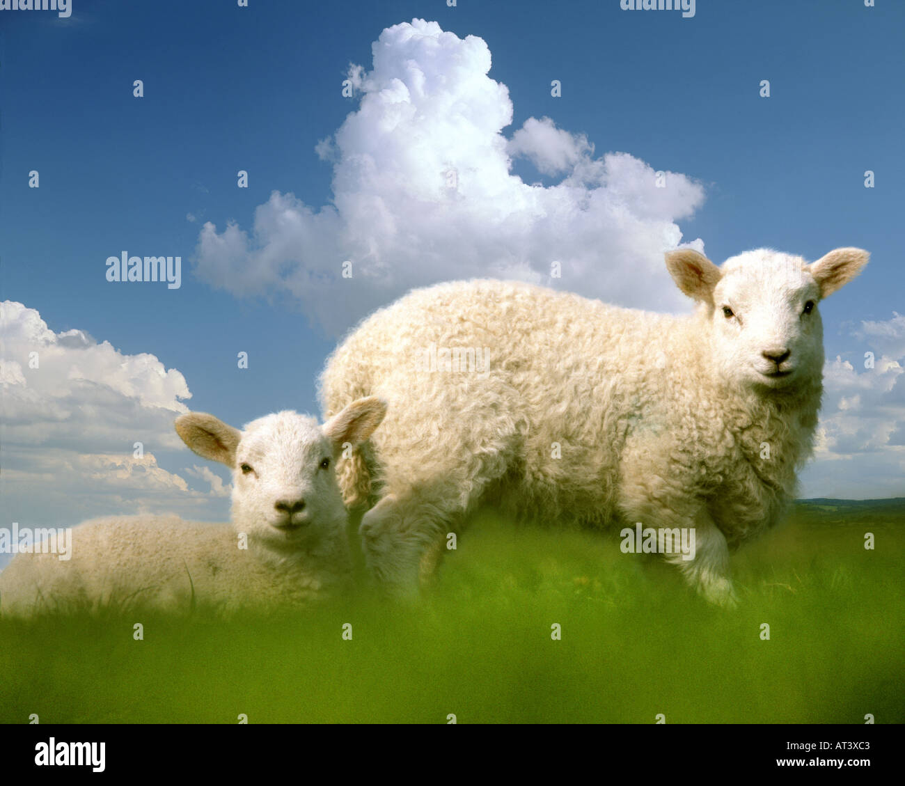 Mein lamm -Fotos und -Bildmaterial in hoher Auflösung – Alamy