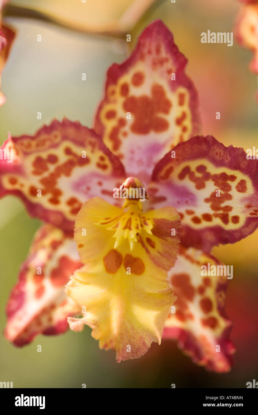 Gesprenkelte rote orchidee -Fotos und -Bildmaterial in hoher Auflösung ...