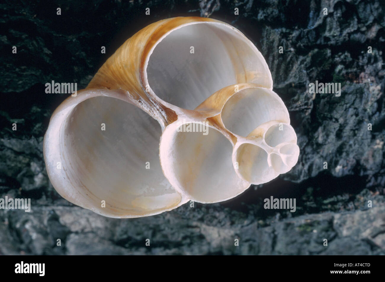 Cross snail shell section -Fotos und -Bildmaterial in hoher Auflösung – Alamy