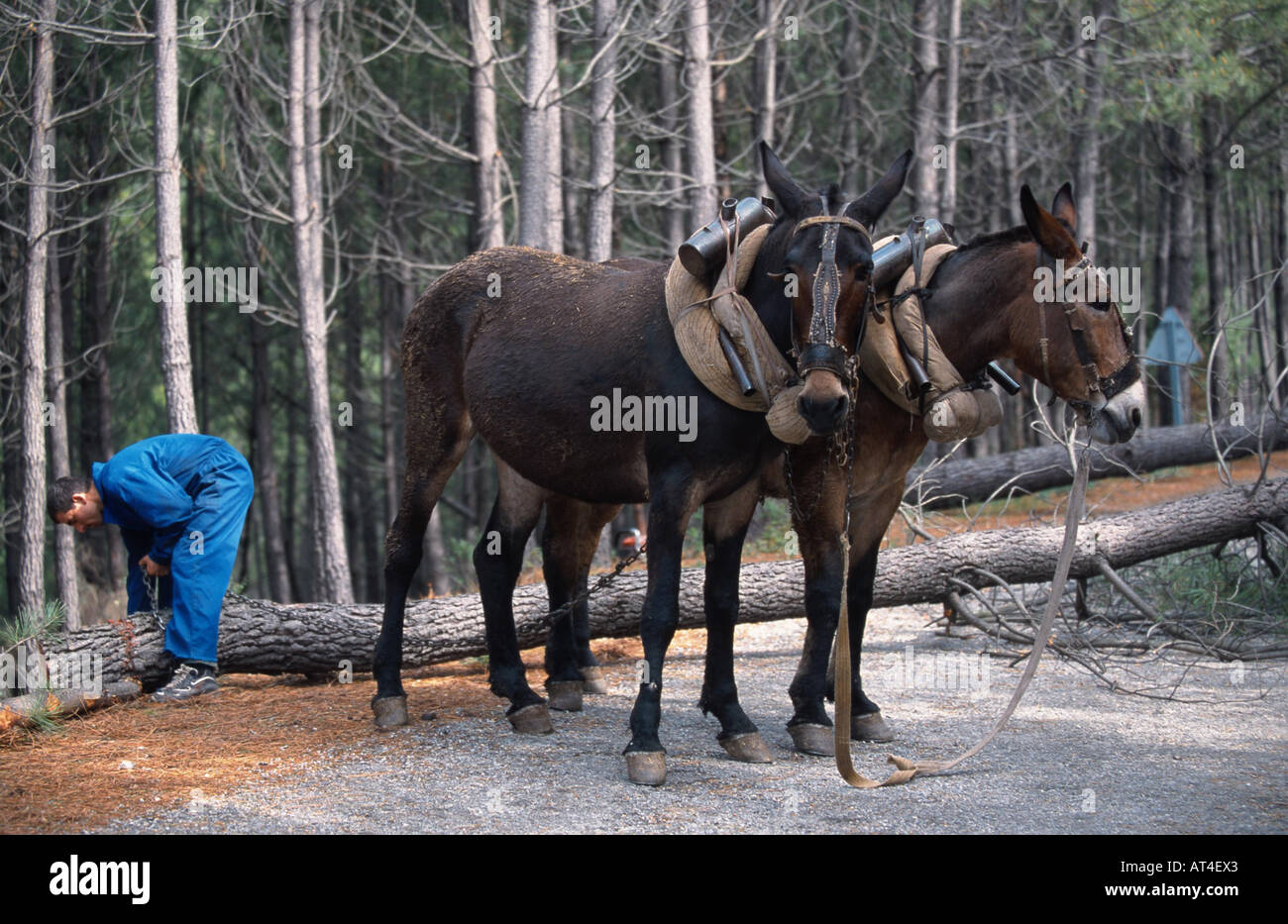 Maultier equus asinus x caballus -Fotos und -Bildmaterial in hoher ...