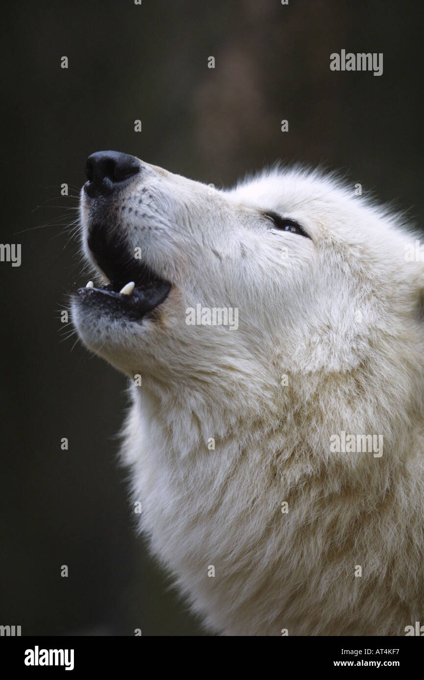 Wolf profile howl -Fotos und -Bildmaterial in hoher Auflösung – Alamy