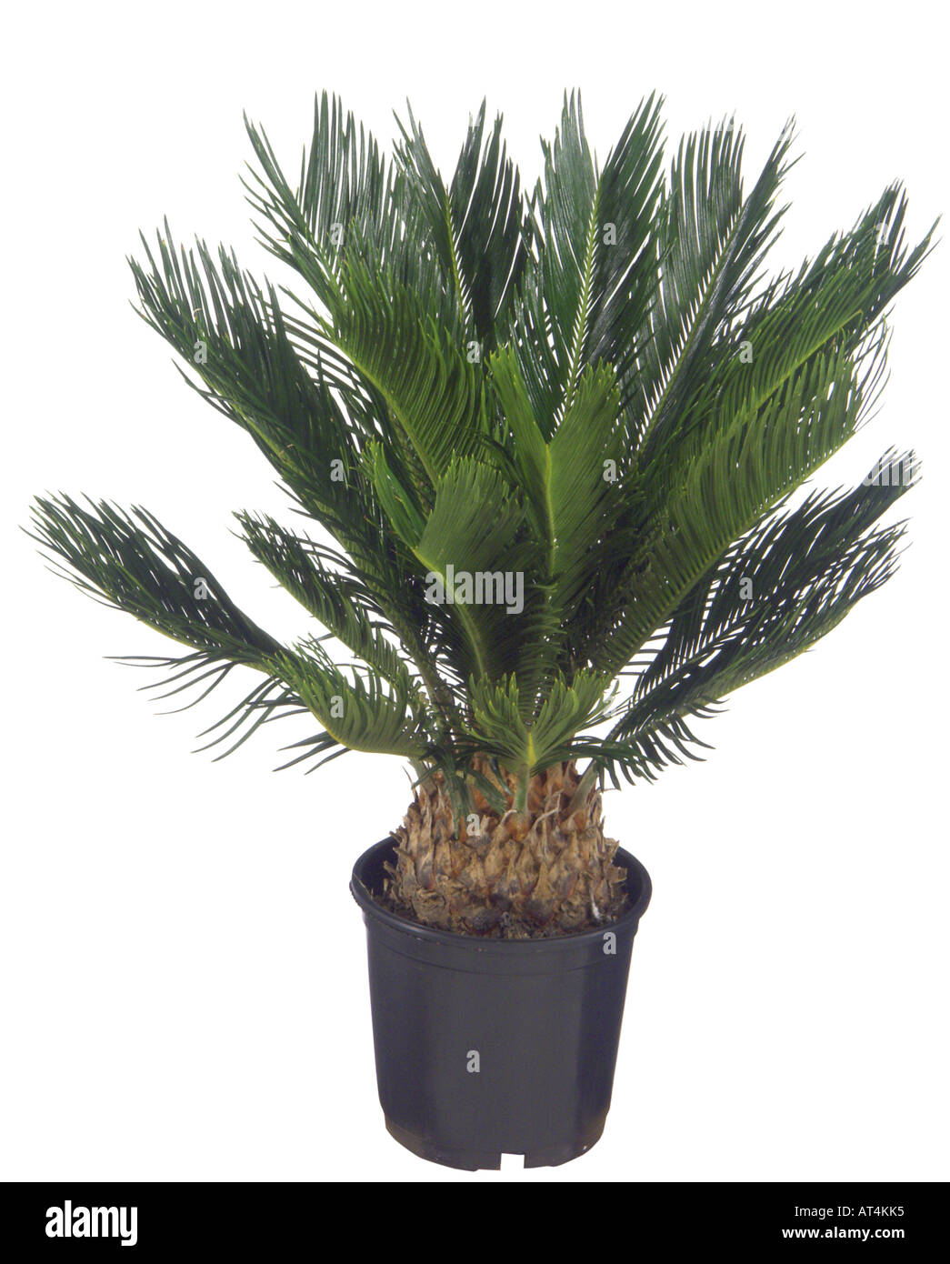 Cycas palmfarne -Fotos und -Bildmaterial in hoher Auflösung – Alamy