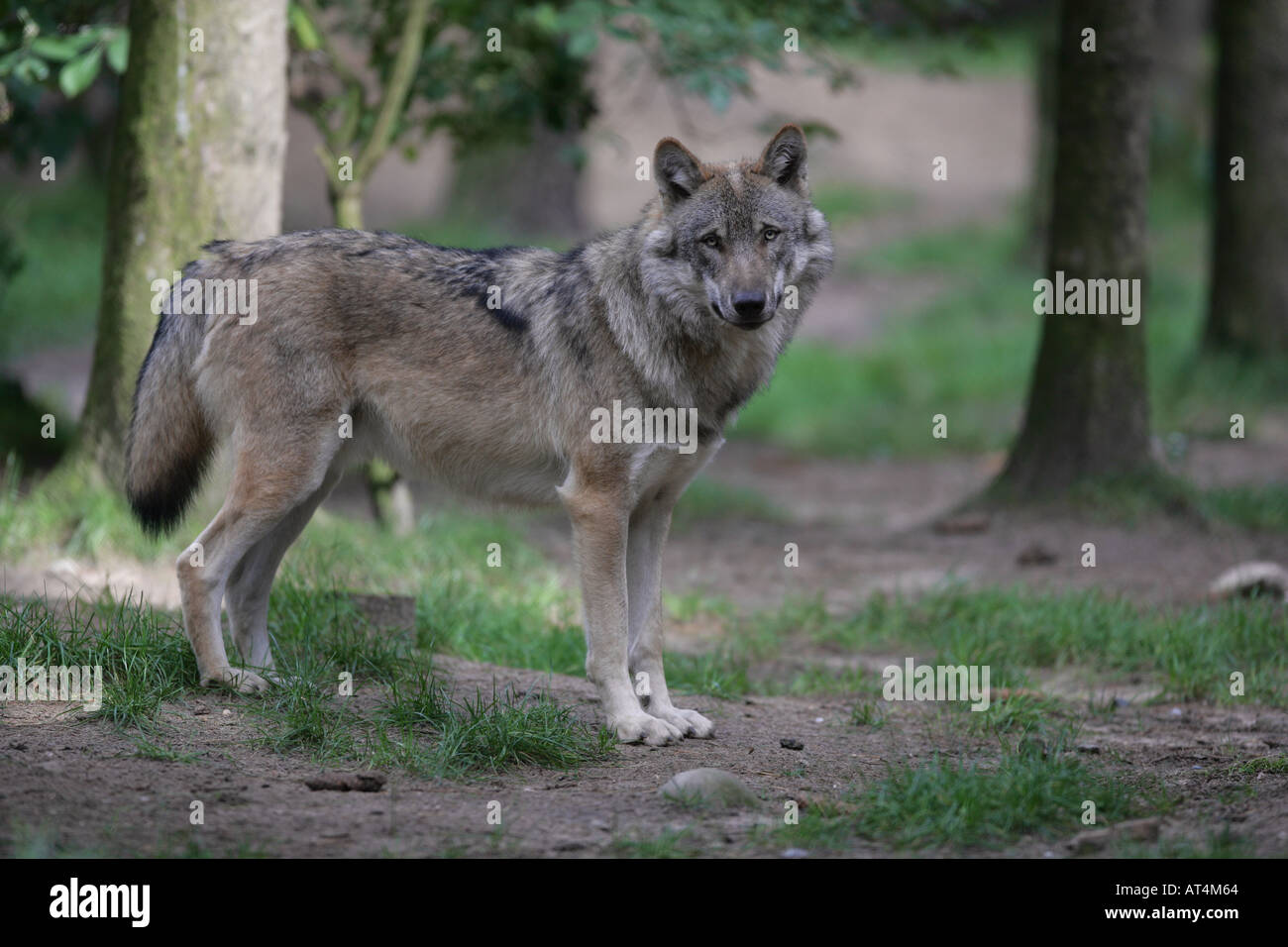 Grauer Wolf - Canis Lupus nubilus Stockfotografie - Alamy