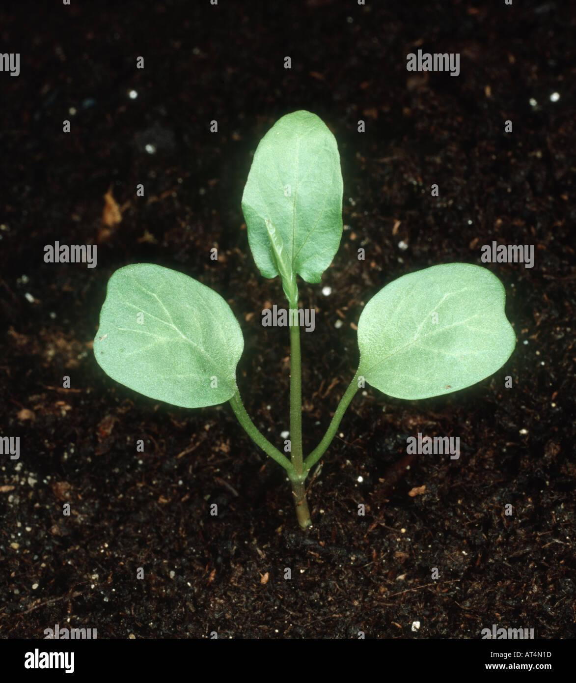 Feldwindkraut convolvulus arvensis -Fotos und -Bildmaterial in hoher ...