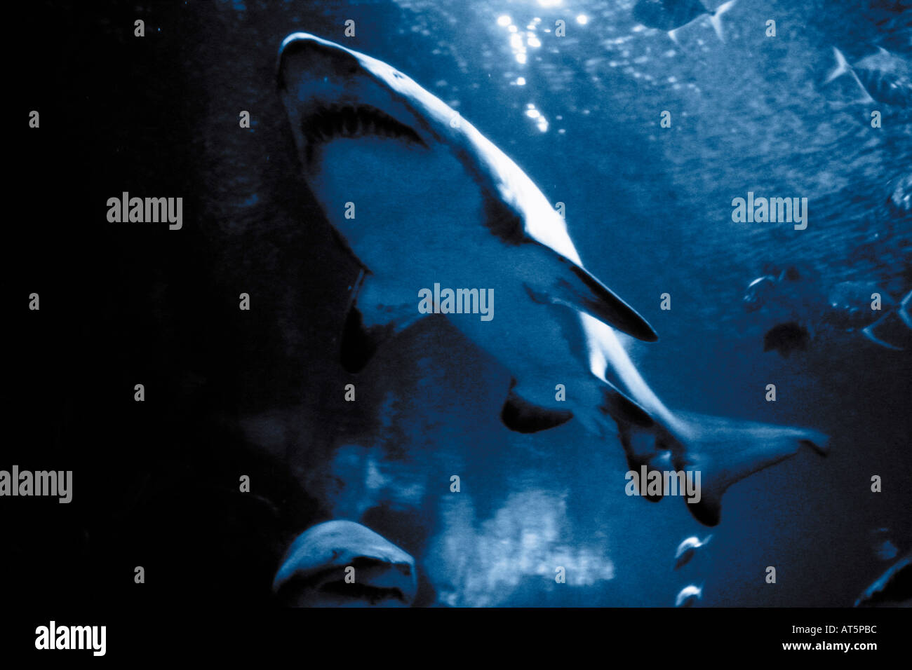 Hai Flossen Stockfotos und -bilder Kaufen - Alamy
