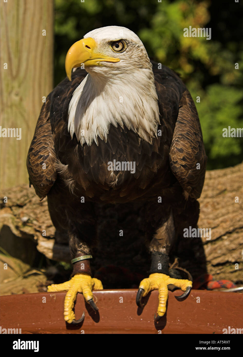 Sam Der Adler Stockfotos und -bilder Kaufen - Alamy