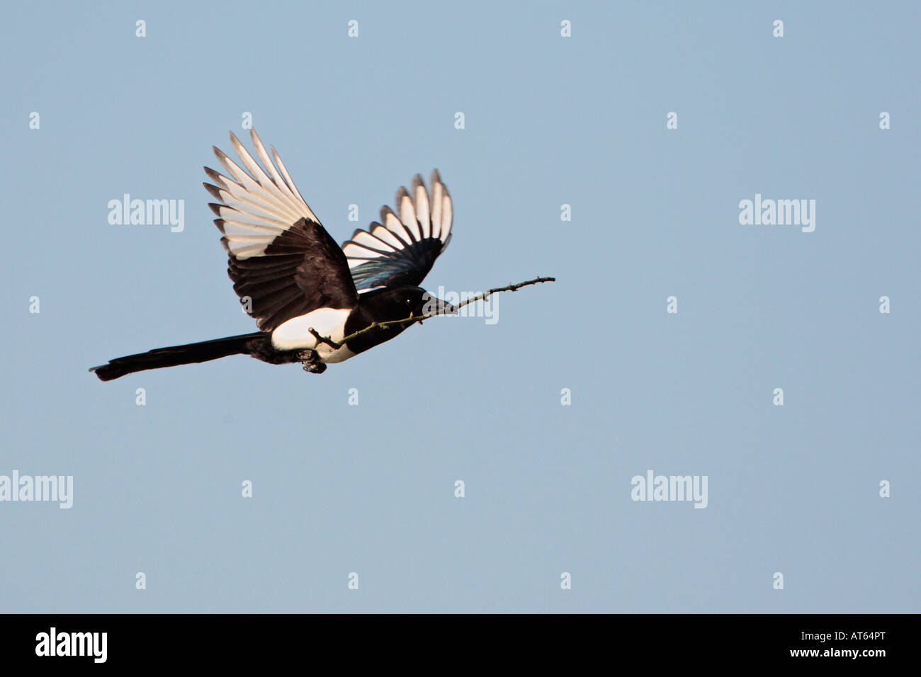Elster Pica Pica im Flug mit Verschachtelung materielle Verulamium Park ...