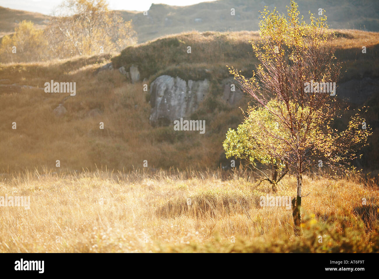 Baum im Feld mit der untergehenden Sonne in Killarney Nationalpark ...