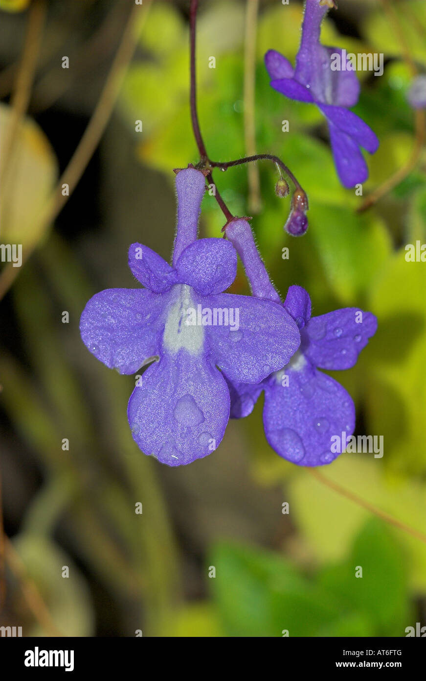 Cape primrose streptocarpus -Fotos und -Bildmaterial in hoher Auflösung ...