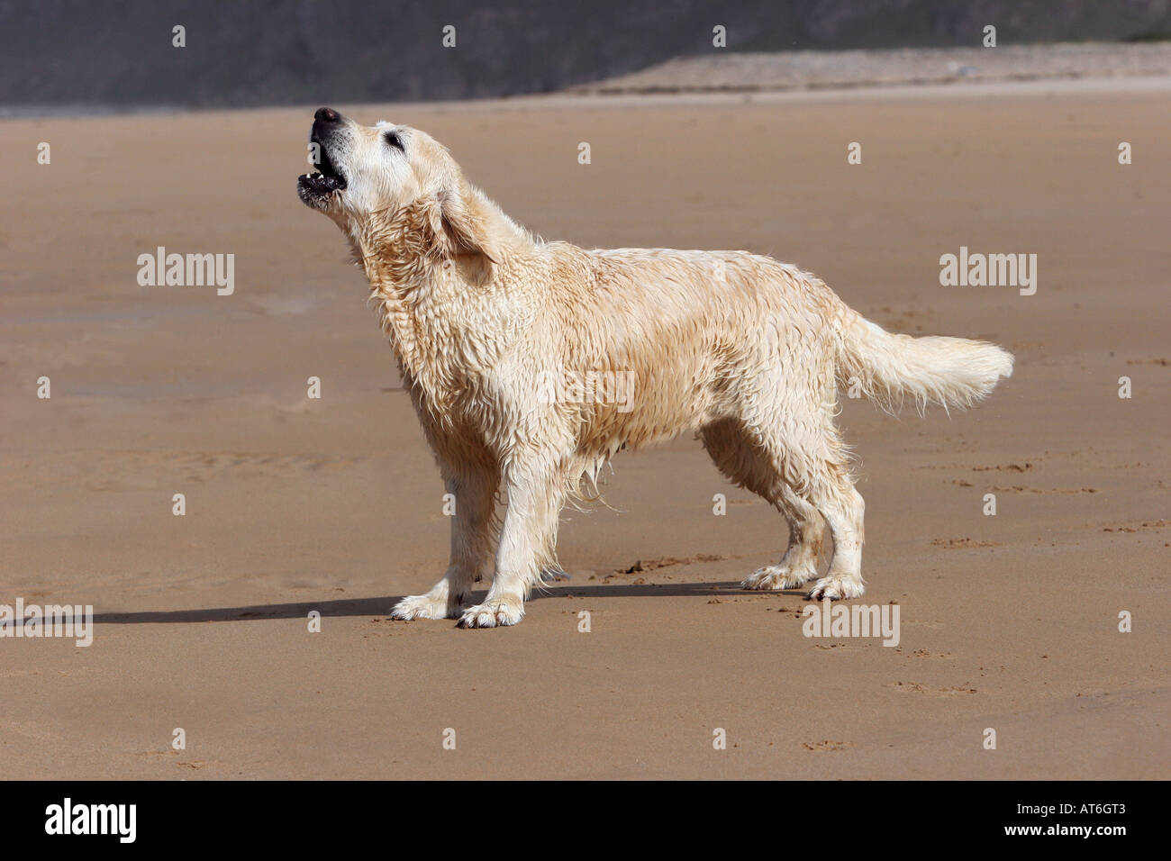 Bellender hund am strand -Fotos und -Bildmaterial in hoher Auflösung ...