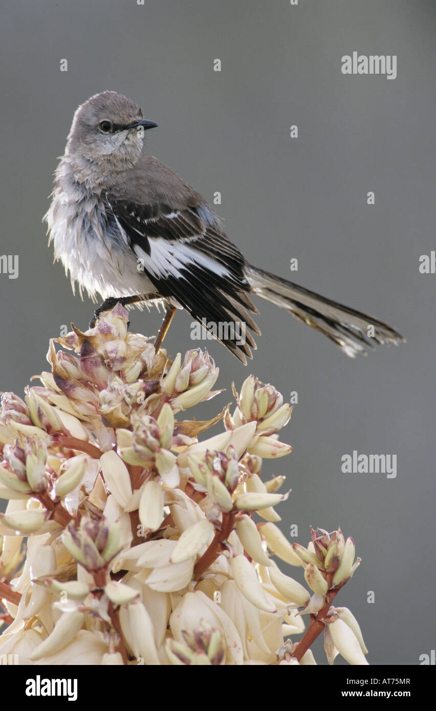Nördliche Spottdrossel Mimus Polyglottos Erwachsenen auf blühenden ...