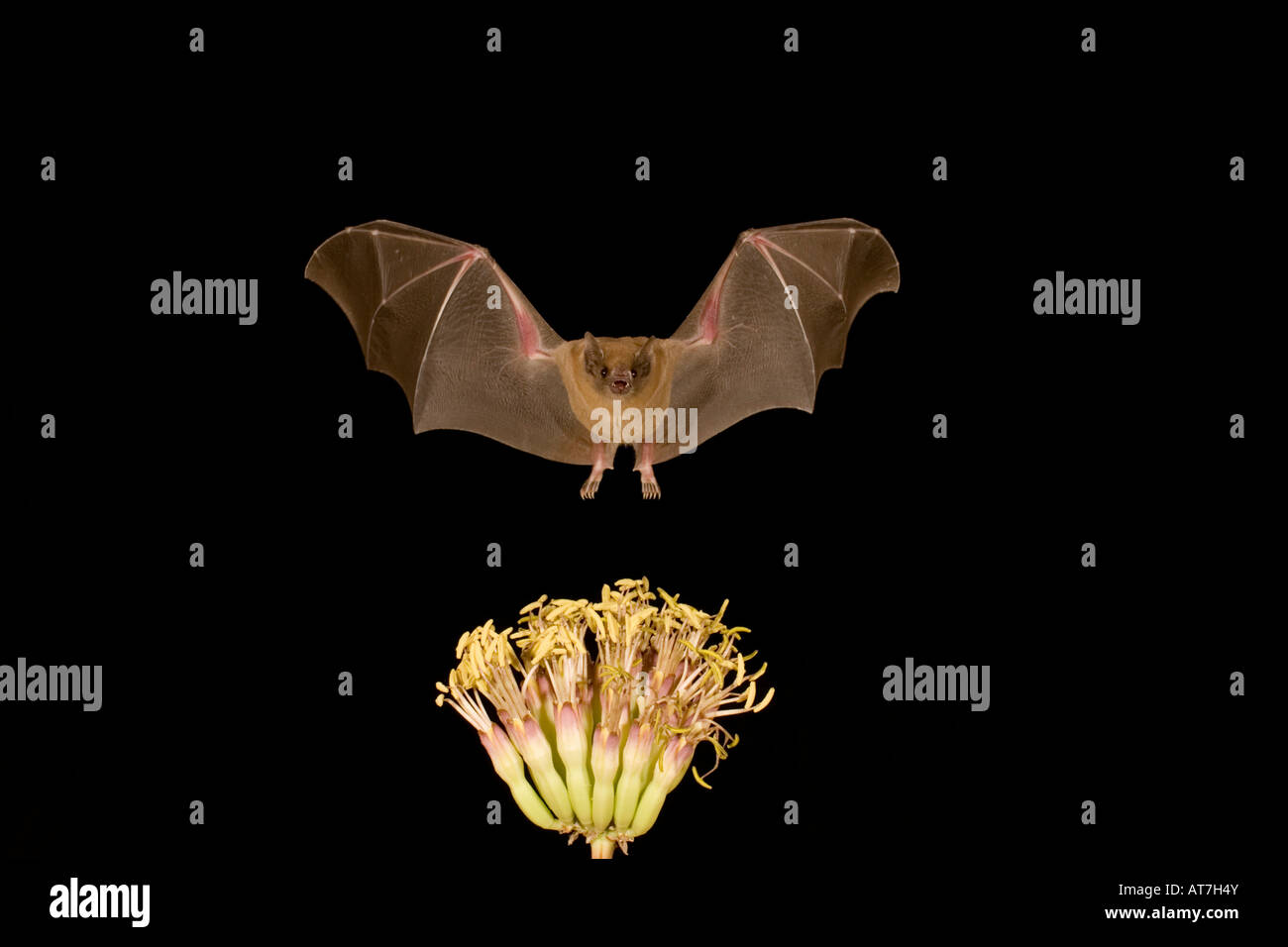 Nektar Fledermaus Stockfotos und -bilder Kaufen - Alamy