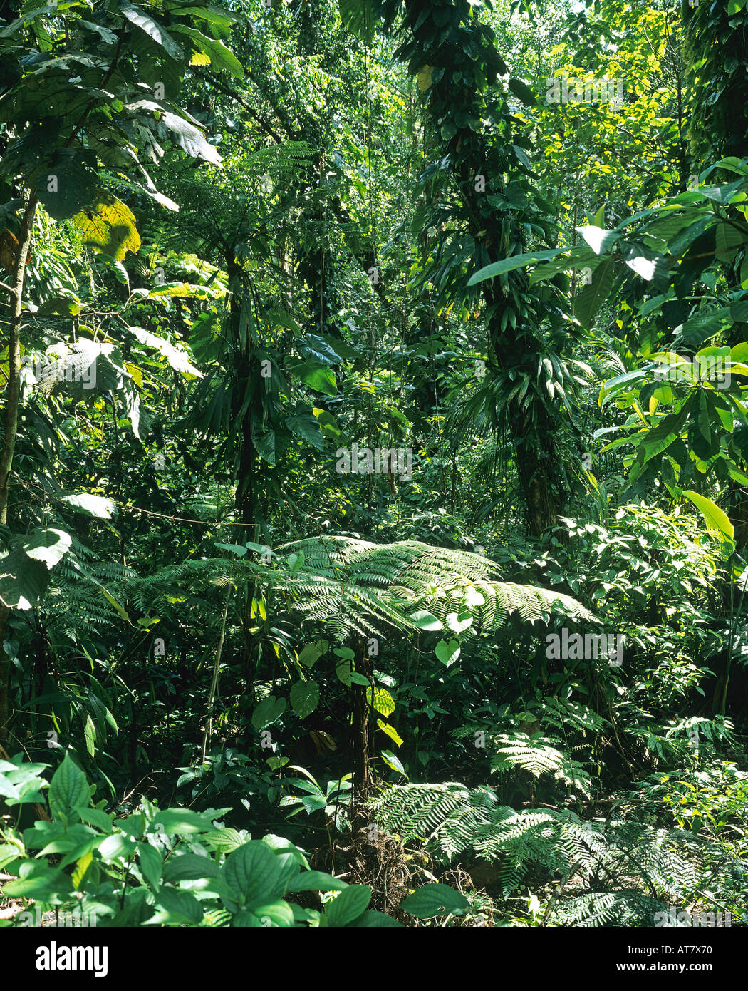 Guadeloupe rainforest -Fotos und -Bildmaterial in hoher Auflösung ...