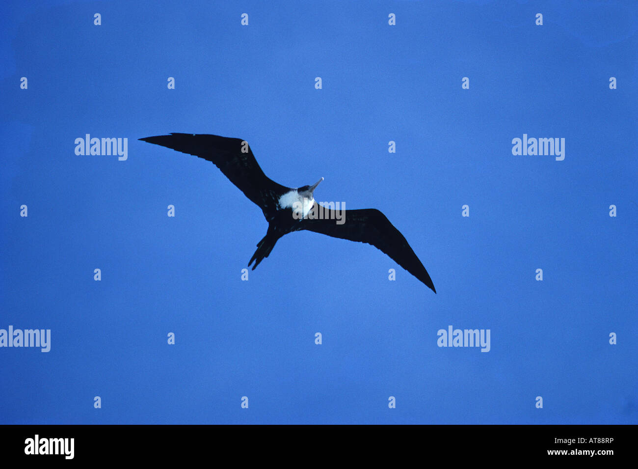 Kure atoll -Fotos und -Bildmaterial in hoher Auflösung – Alamy