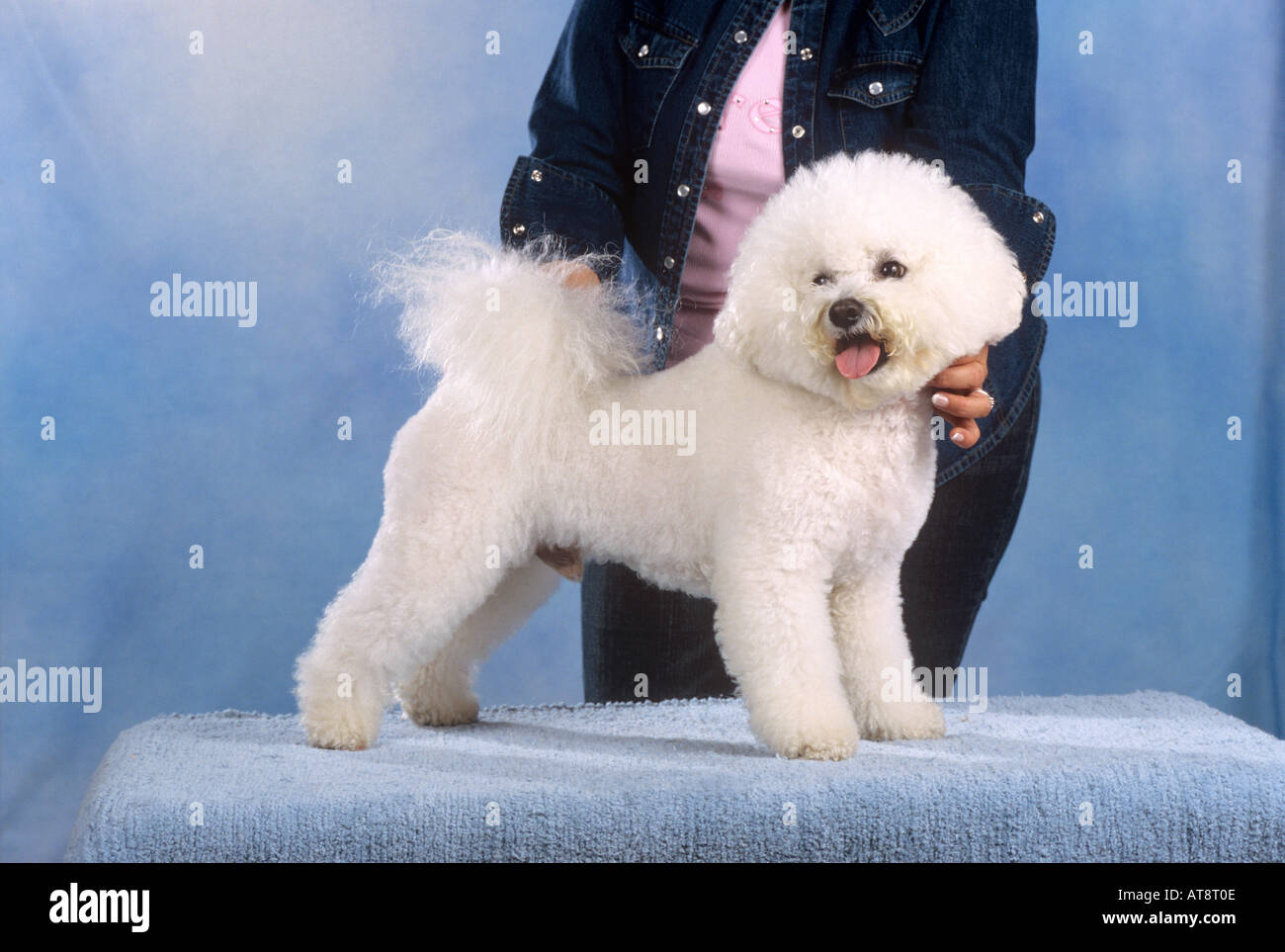 Toy Pudel Hund stehend weiß - Hundeausstellung Stockfotografie - Alamy