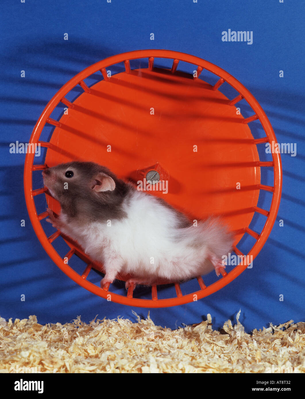 Teddy Hamster im Rad laufen Stockfotografie - Alamy