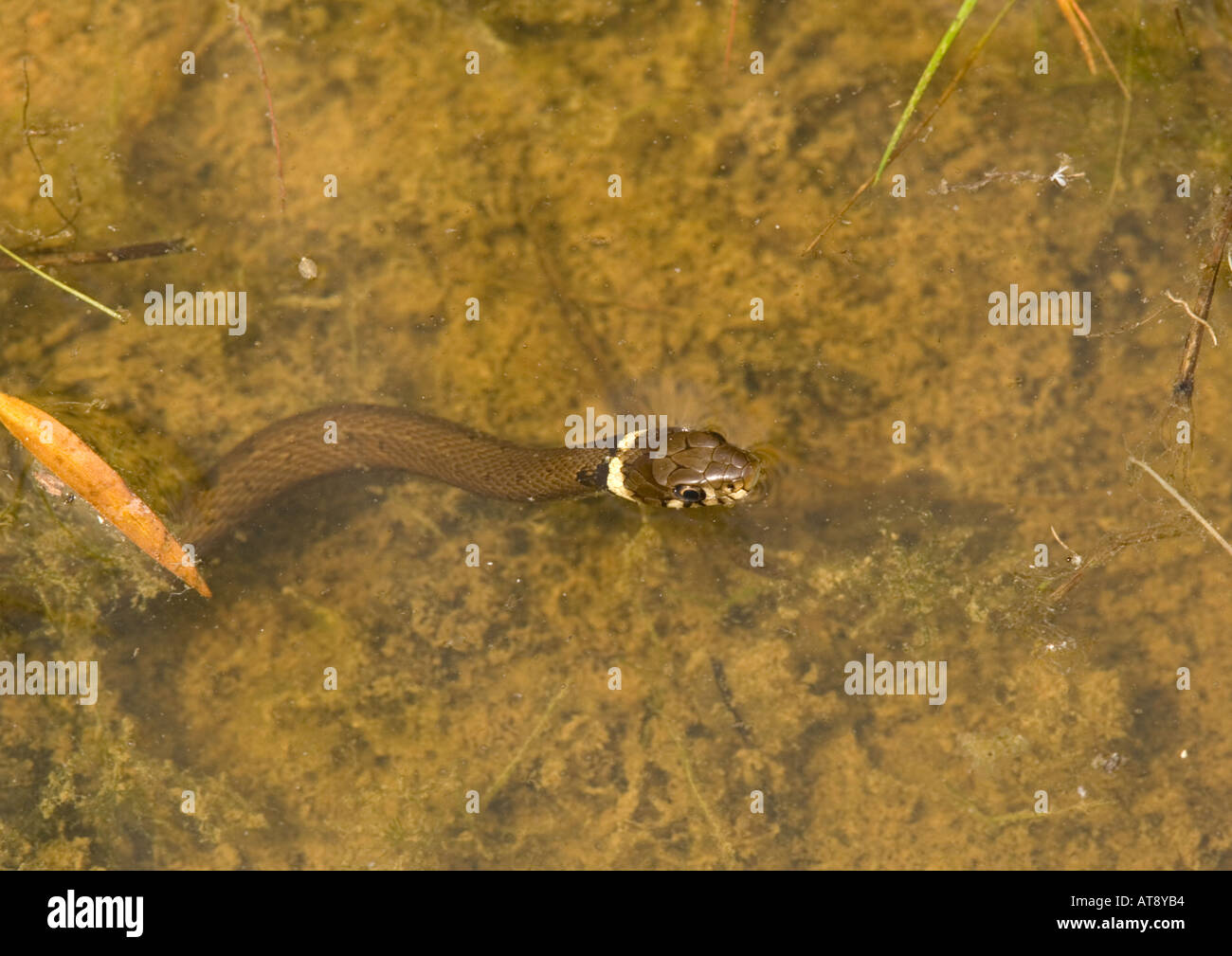 Ringelnatter Jagd im Wasser für Kaulquappen im Mai. Natrix natrix ...