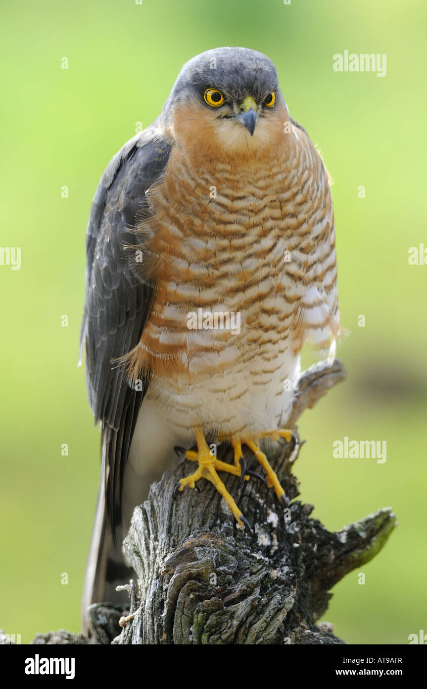Kleine Greifvogel Bilder