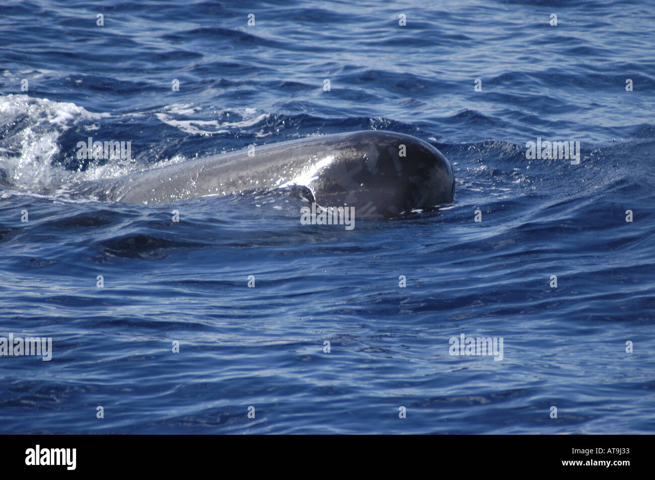 Pottwal kopf -Fotos und -Bildmaterial in hoher Auflösung – Alamy