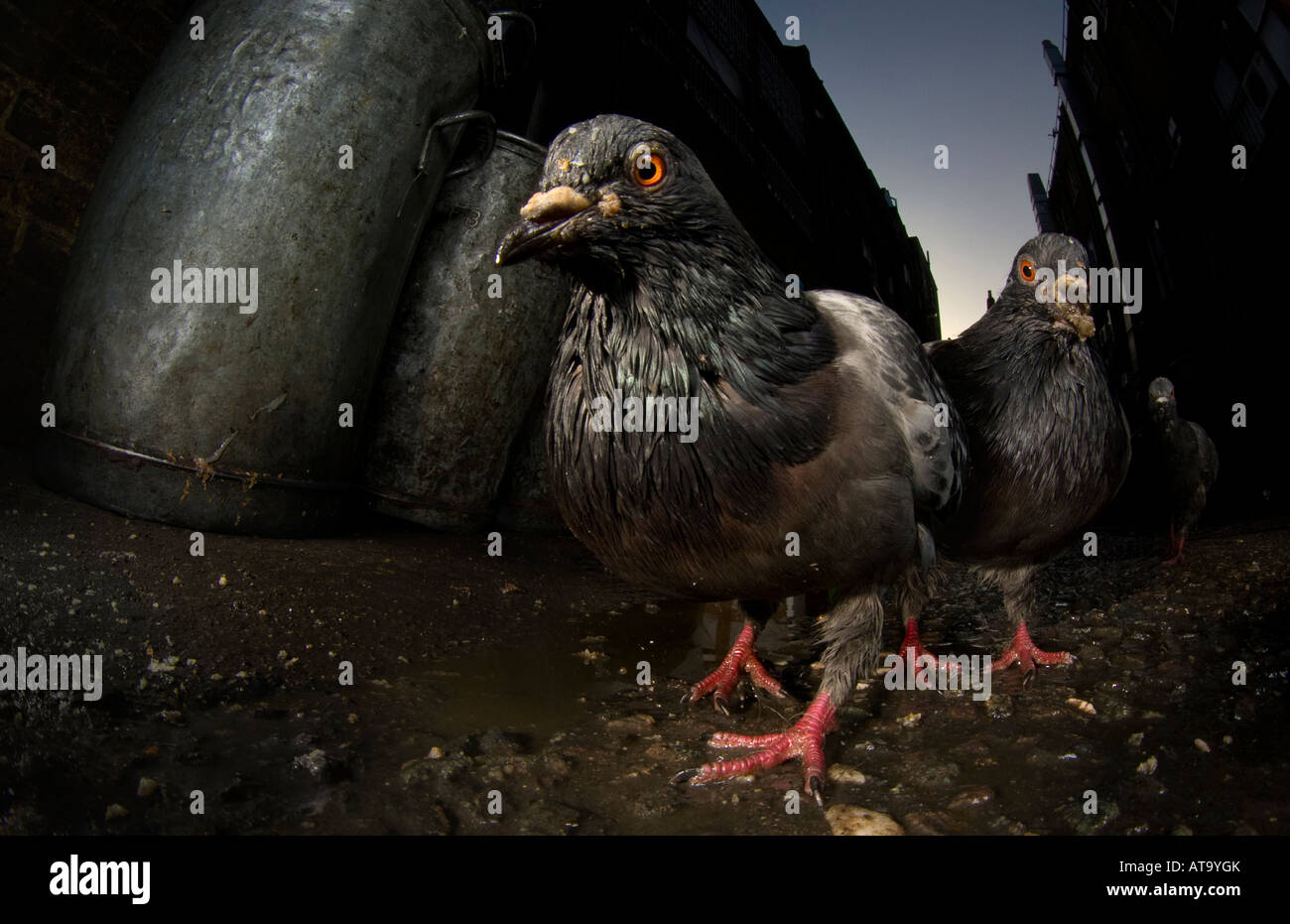 Lustige Taube Stockfotos und -bilder Kaufen - Alamy