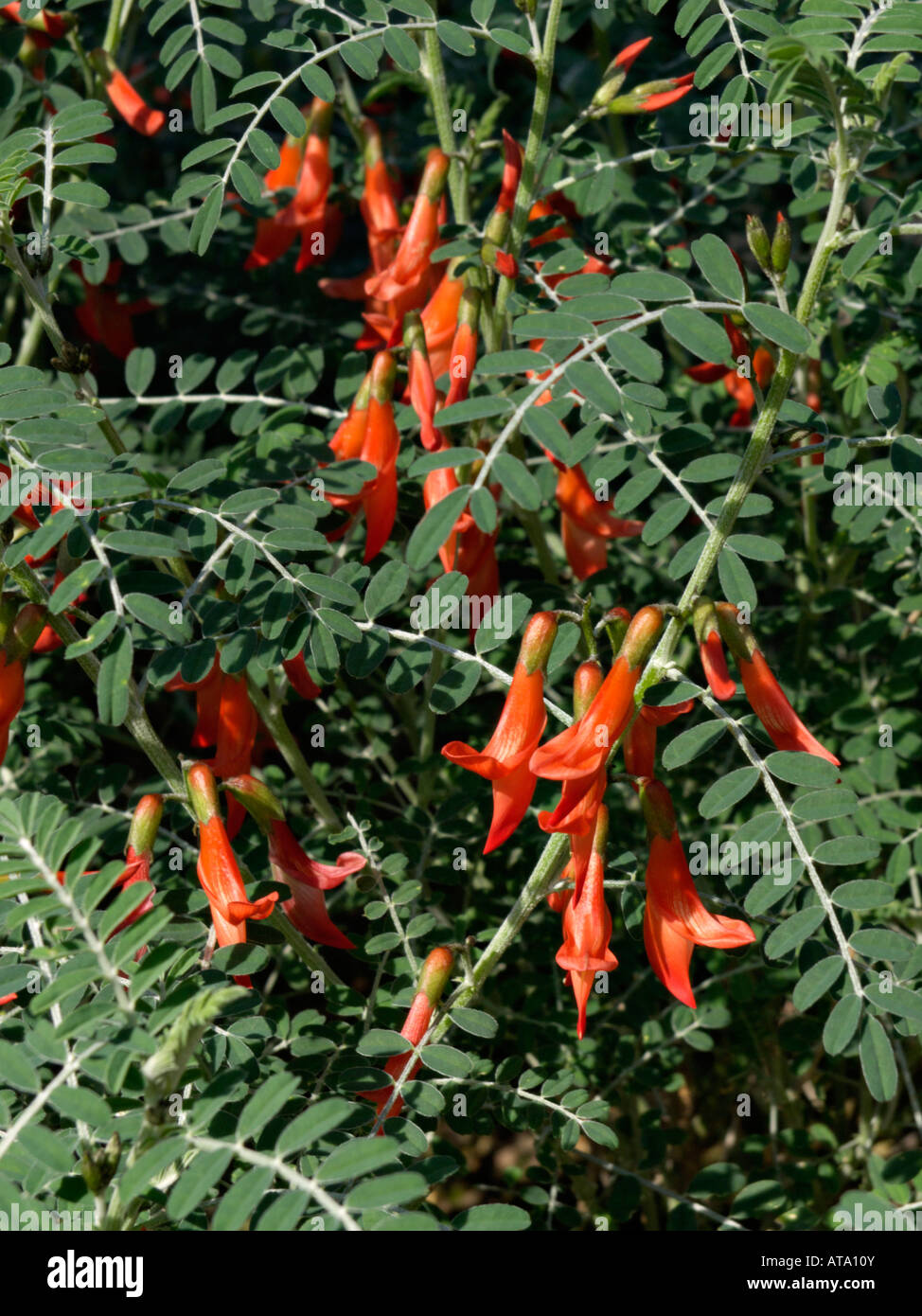 Krebs bush (Sutherlandia frutescens Stockfotografie - Alamy
