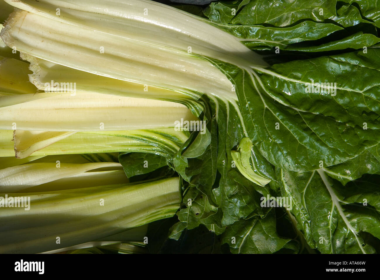 Seekale rübe -Fotos und -Bildmaterial in hoher Auflösung – Alamy