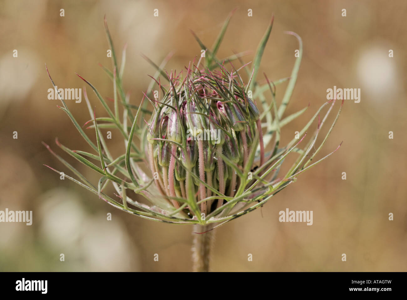 Daucus Carotta, wilde Carot, Moere, Karotte, Carrote, Carotta Selvatica ...