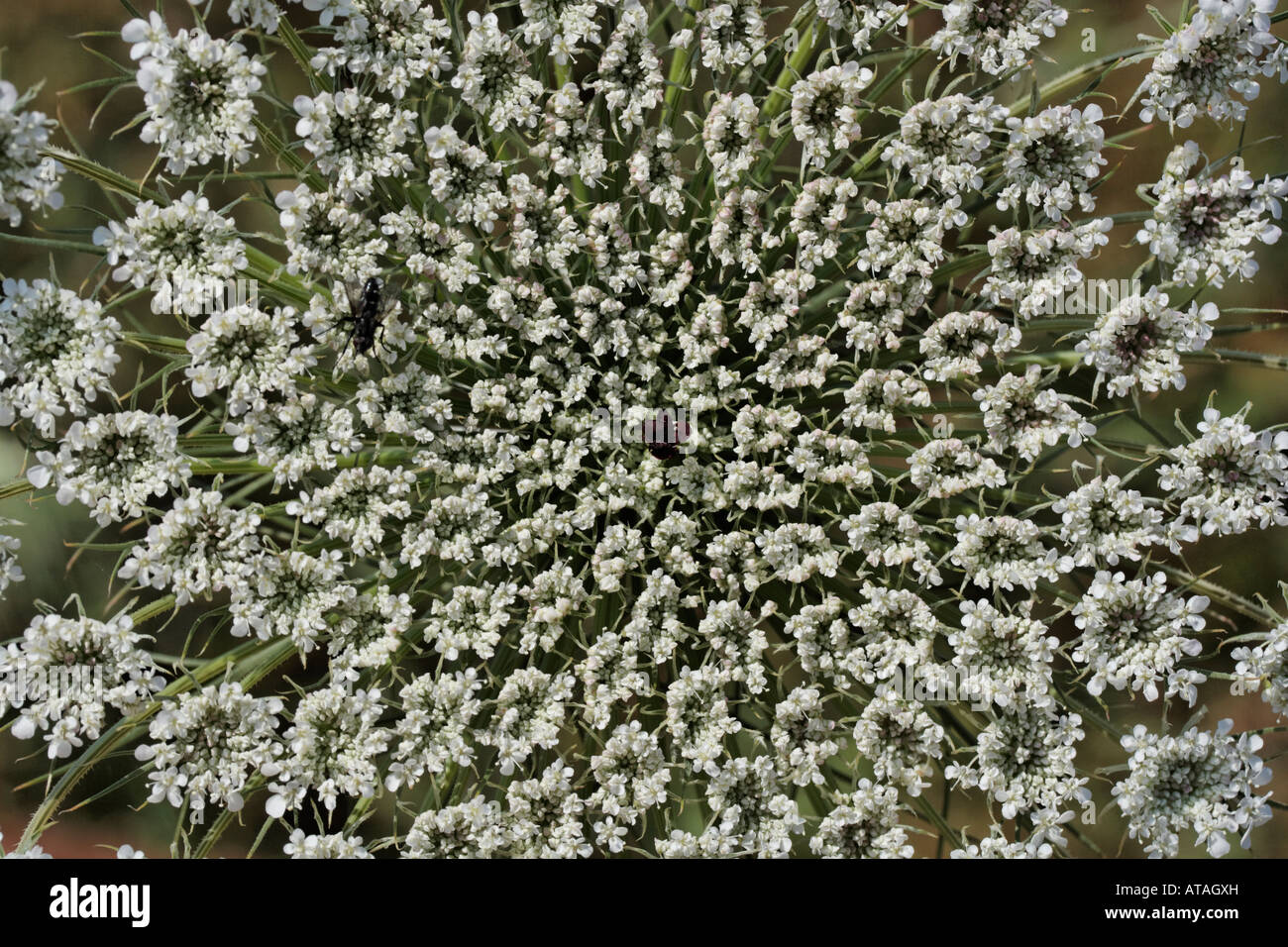 Daucus Carotta, wilde Carot, Moere, Karotte, Carrote, Carotta Selvatica ...