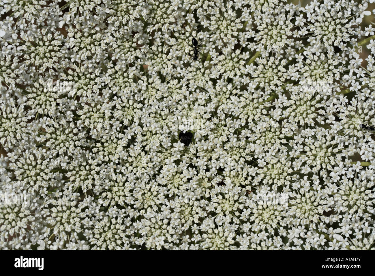 Daucus carotta -Fotos und -Bildmaterial in hoher Auflösung – Alamy