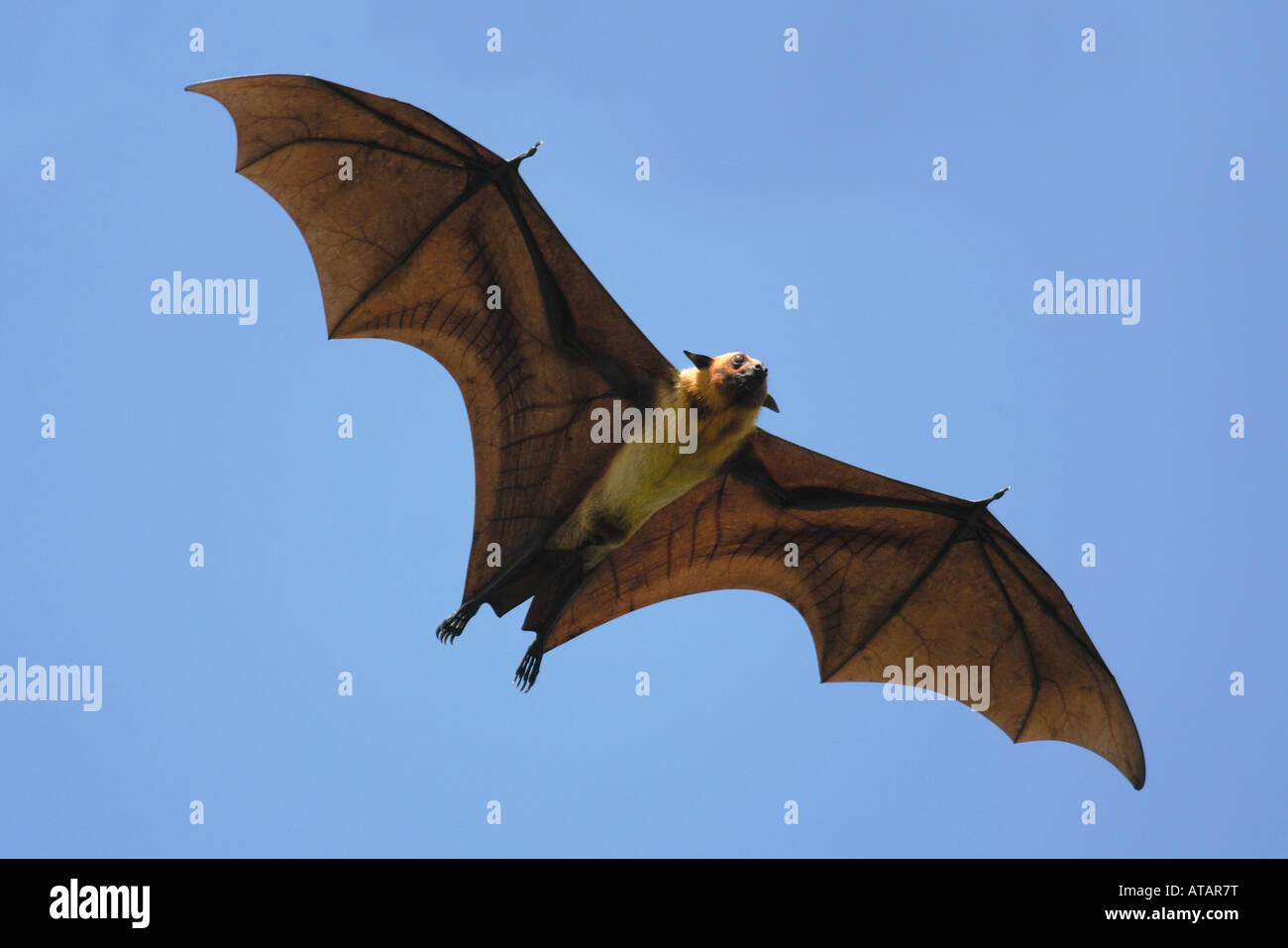 Flughund (Pteropus Giganteus) fliegen in Sri Lanka Stockfotografie - Alamy
