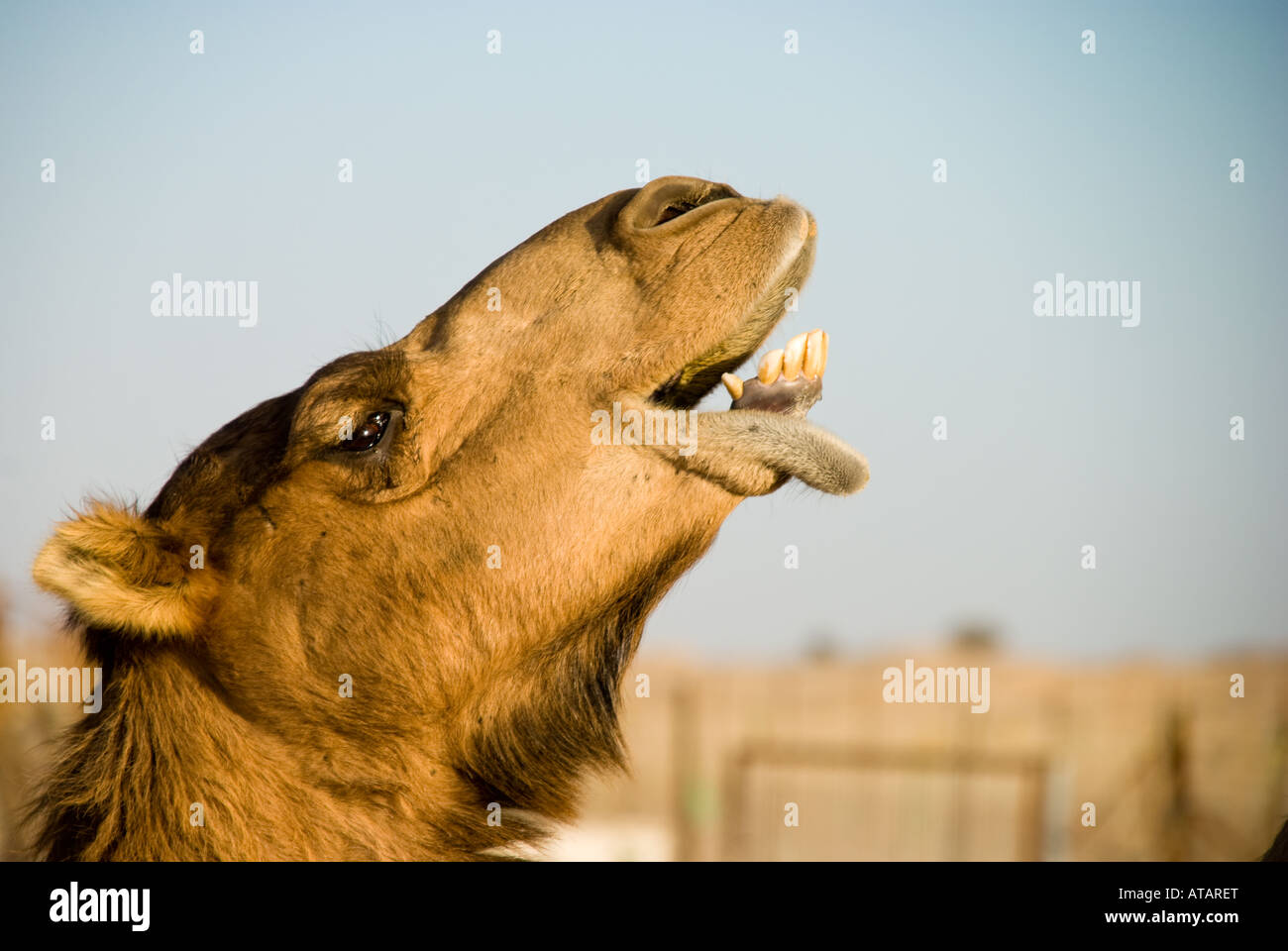 Camel Dentition