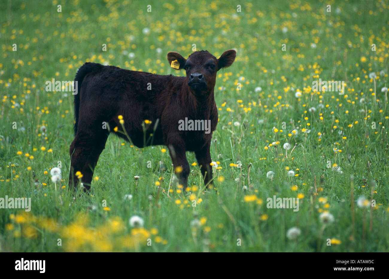 Deutsches Angus Kalb Kuh Kalb Stockfotografie - Alamy