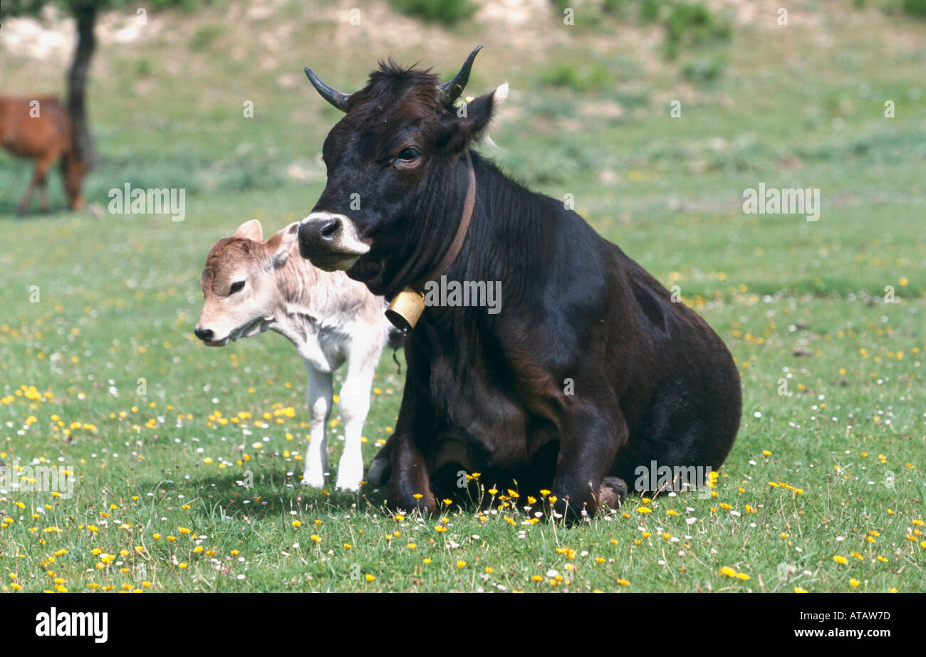 Kalb Kuh Calf Cow Stockfotos und -bilder Kaufen - Alamy