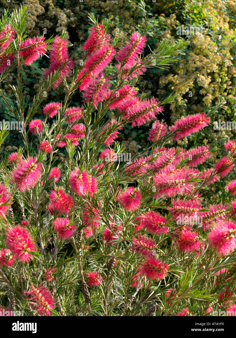Callistemon species -Fotos und -Bildmaterial in hoher Auflösung – Alamy