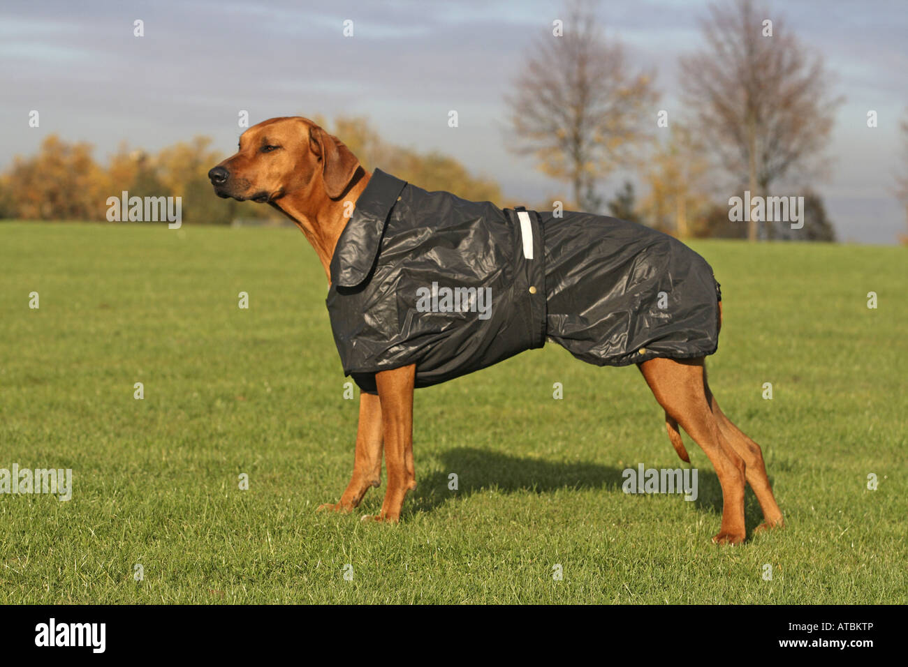 Rhodesian Ridgeback Coat Stockfotos und -bilder Kaufen - Alamy