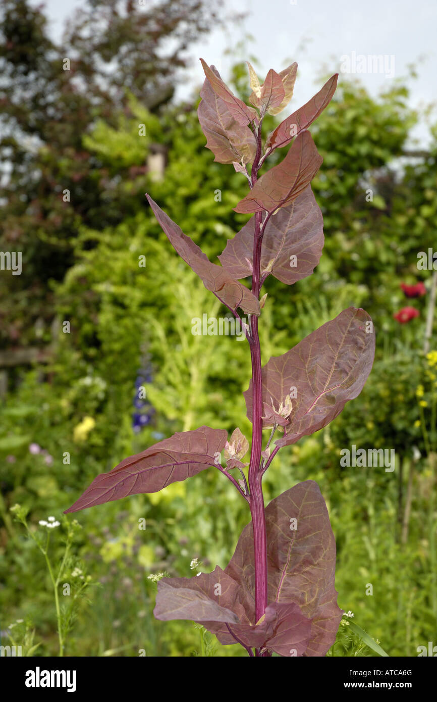 Spinat atriplex hortensis var rubra -Fotos und -Bildmaterial in hoher ...