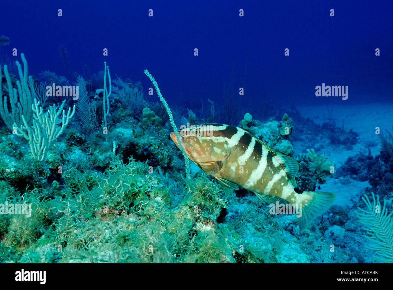 Nassau-Zackenbarsch Epinephelus Striatus Karibik Trinidad ...
