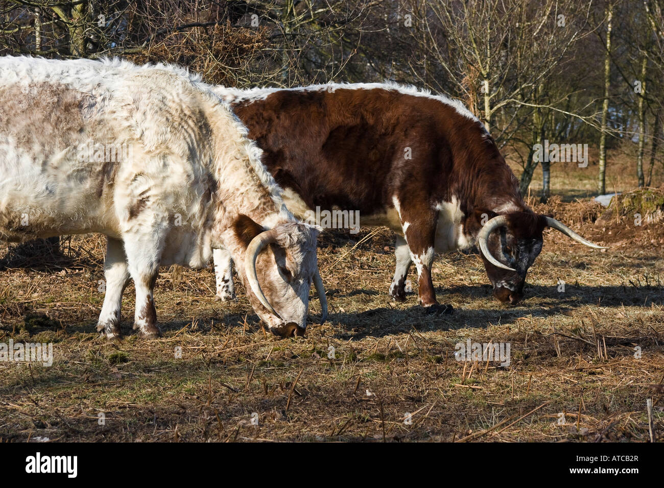 Langhörner rinder -Fotos und -Bildmaterial in hoher Auflösung – Alamy