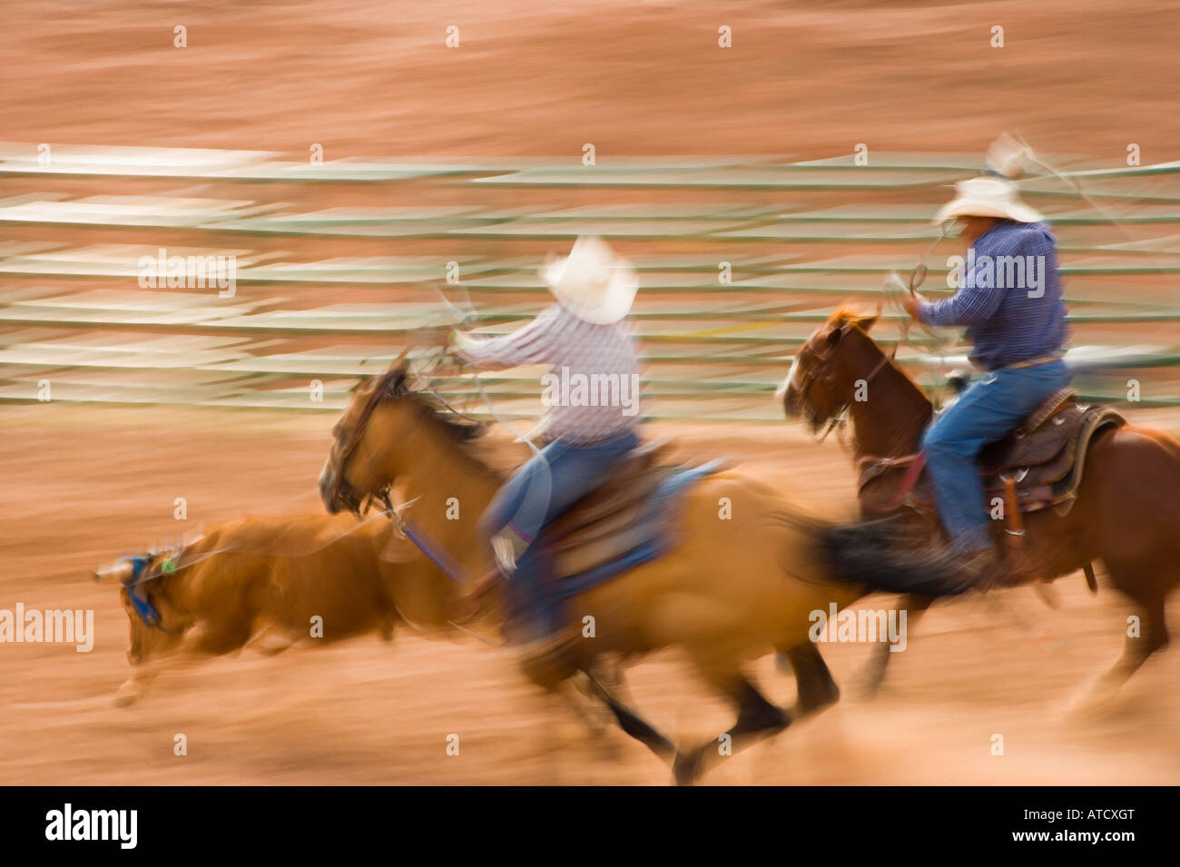 Fahrer im Team Steer Roping Event All Indian Rodeo Gallup Inter Tribal ...