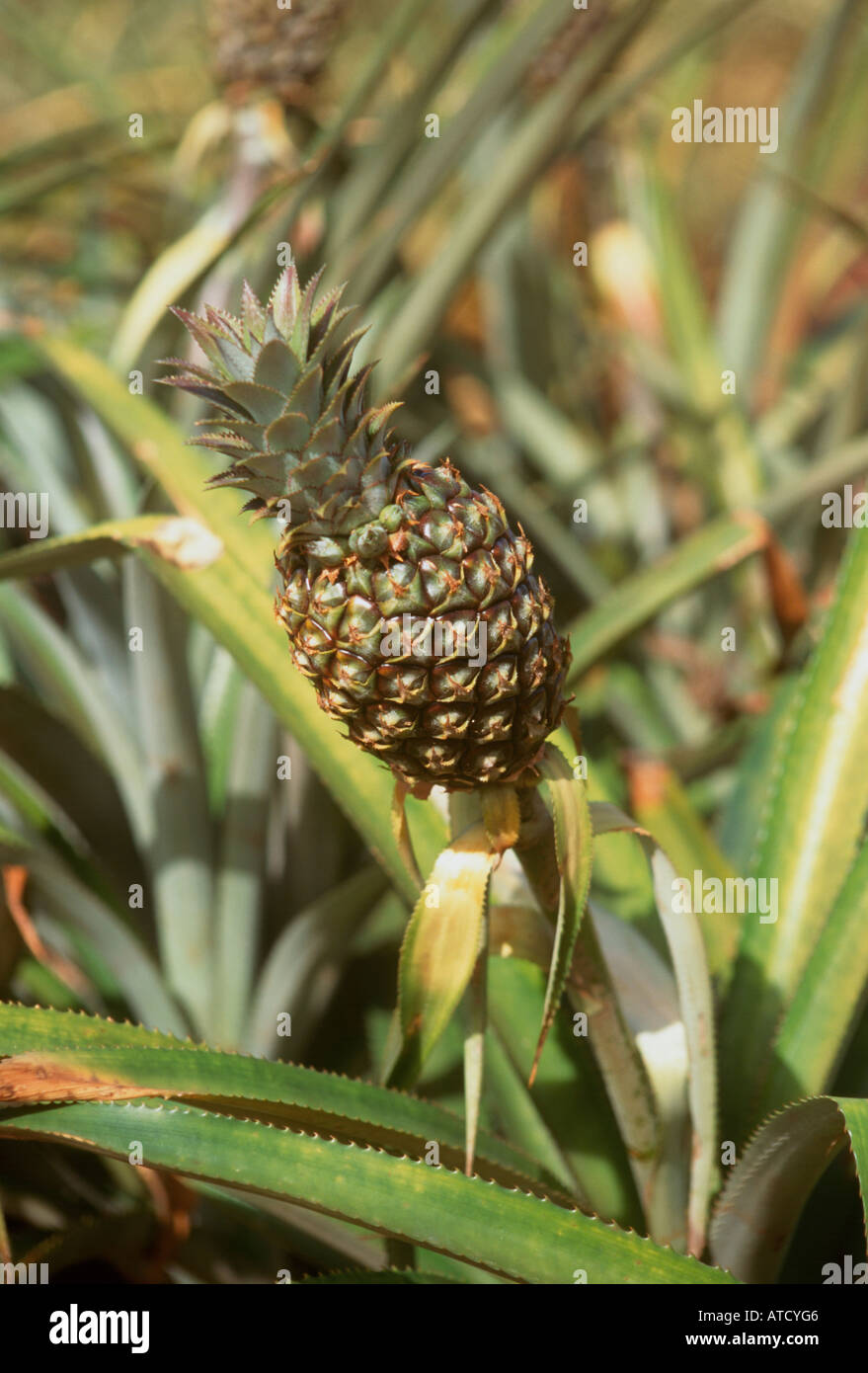 Dole ananas plantage -Fotos und -Bildmaterial in hoher Auflösung – Alamy