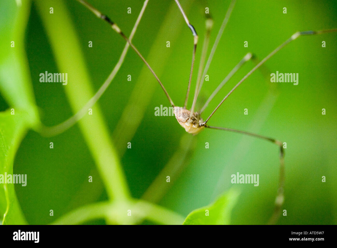 Langes dünnes insekt -Fotos und -Bildmaterial in hoher Auflösung – Alamy