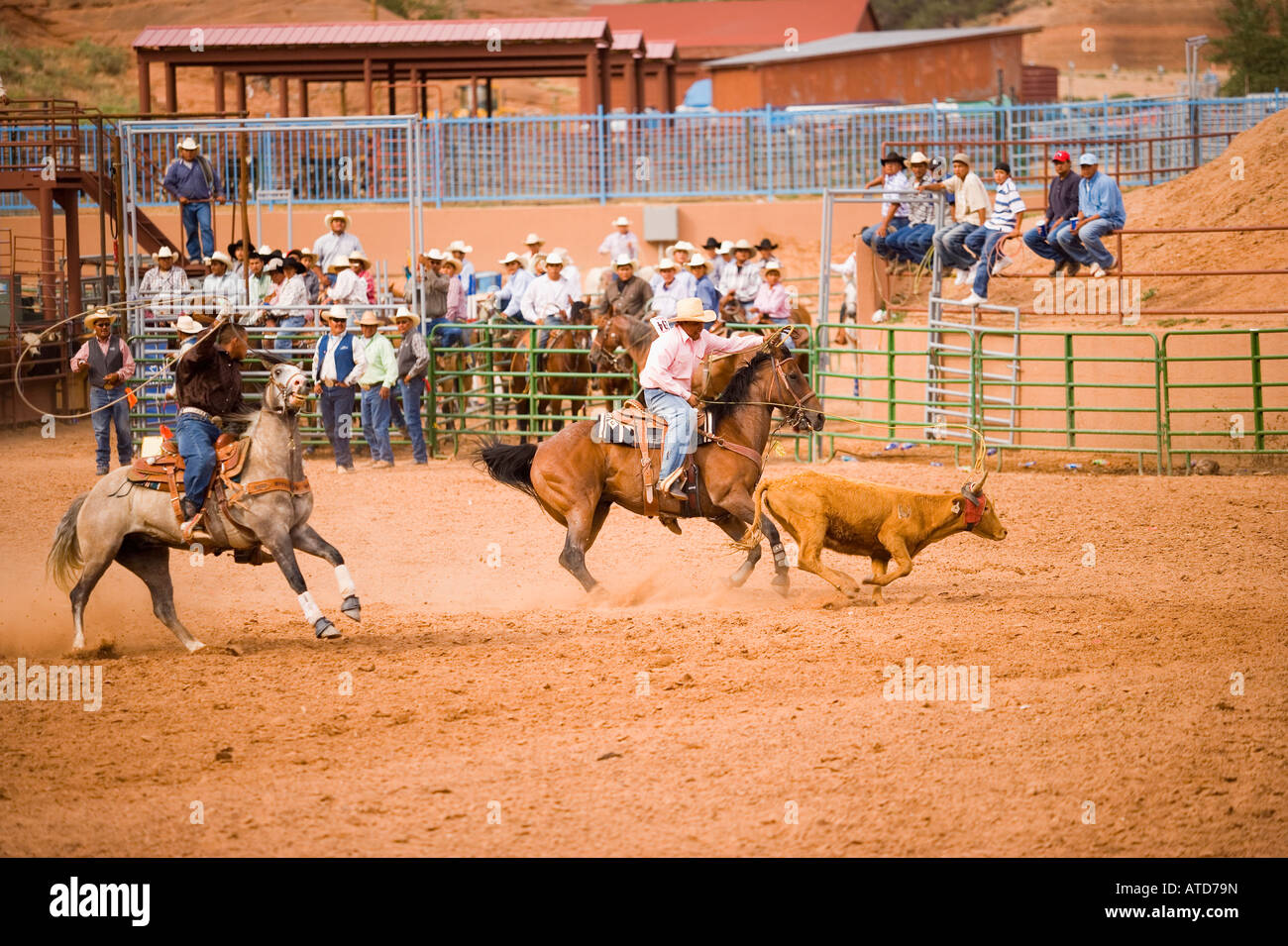 Fahrer im Team Steer Roping Event All Indian Rodeo Gallup Inter Tribal ...